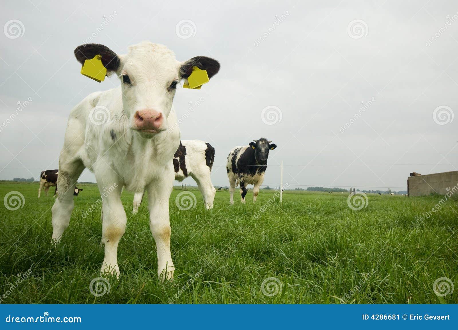 Cute Baby Cows Playing