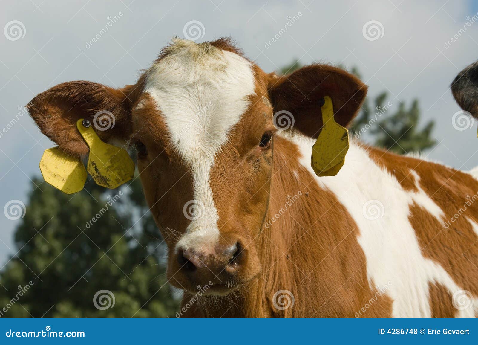 Cute baby cow stock photo. Image of curious, hoof, dairy - 4286748