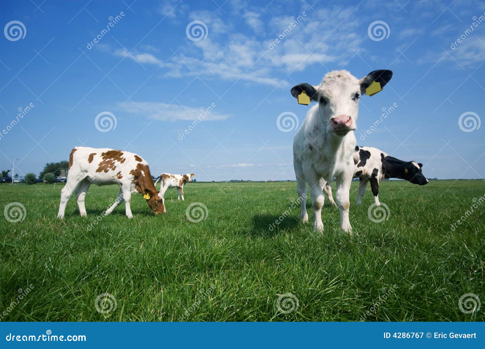Cute baby cow stock image. Image of dung, funny, bovine - 4286767