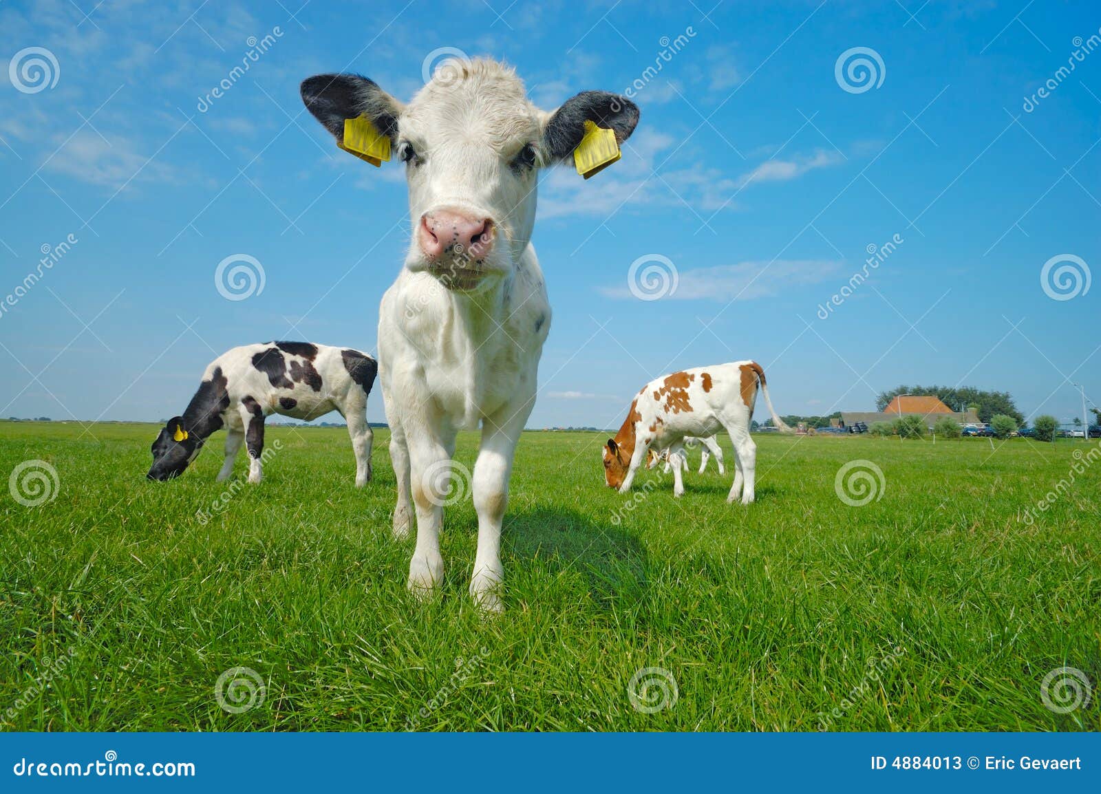 Cute baby cow stock image. Image of green, grazing, calf - 4884013