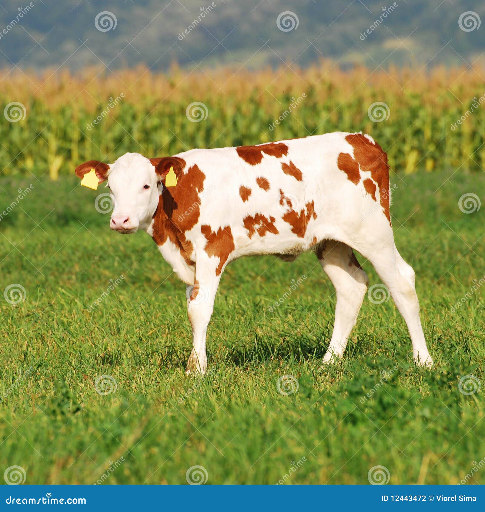 Cute Baby Cows Playing