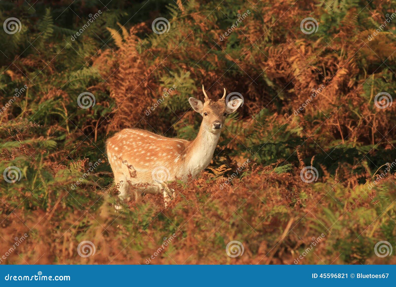 Cute Baby Deer stock image. Image of brown, bradgate - 45596821
