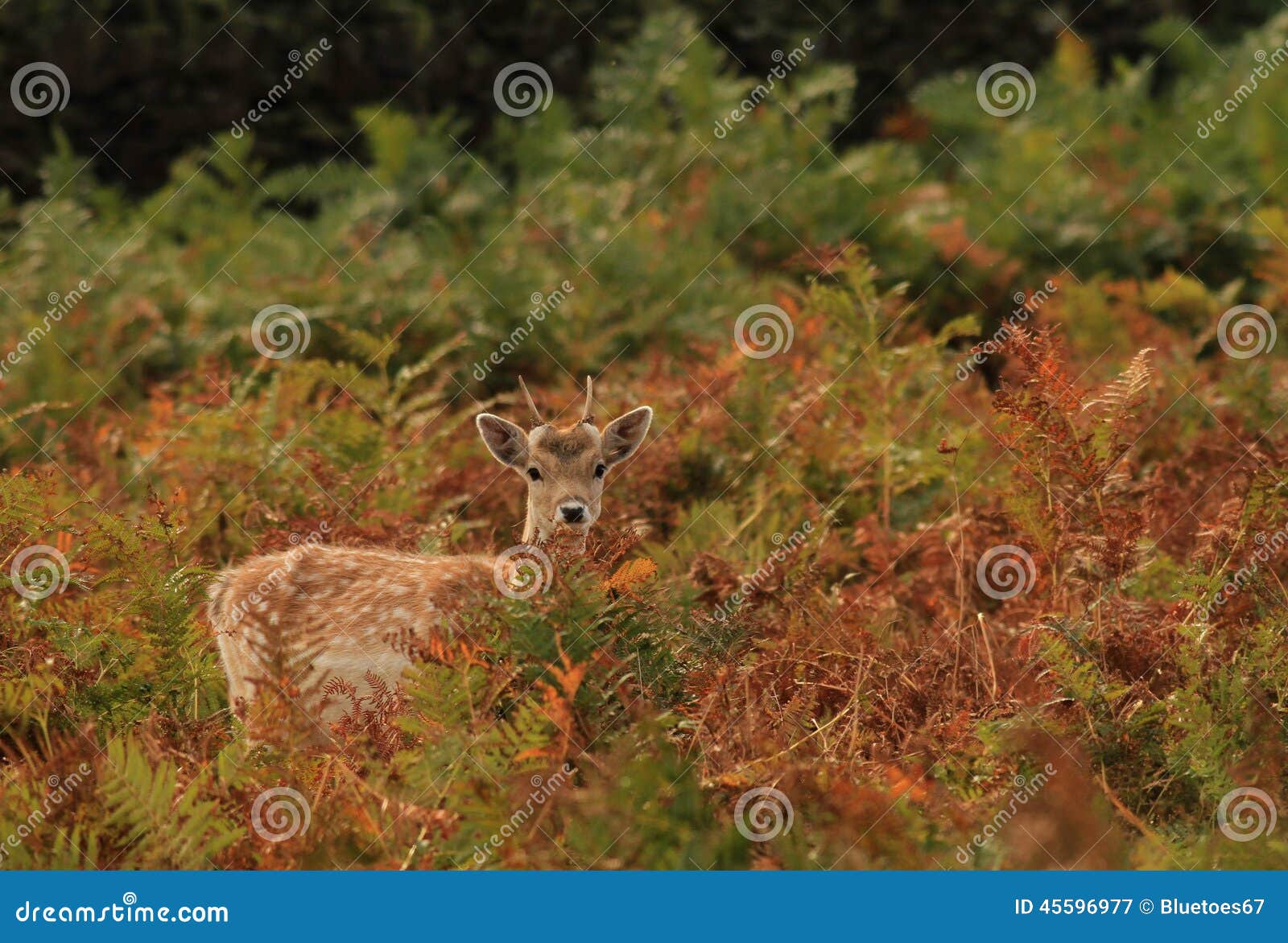 Cute Baby Deer stock image. Image of cute, europe, family - 45596977