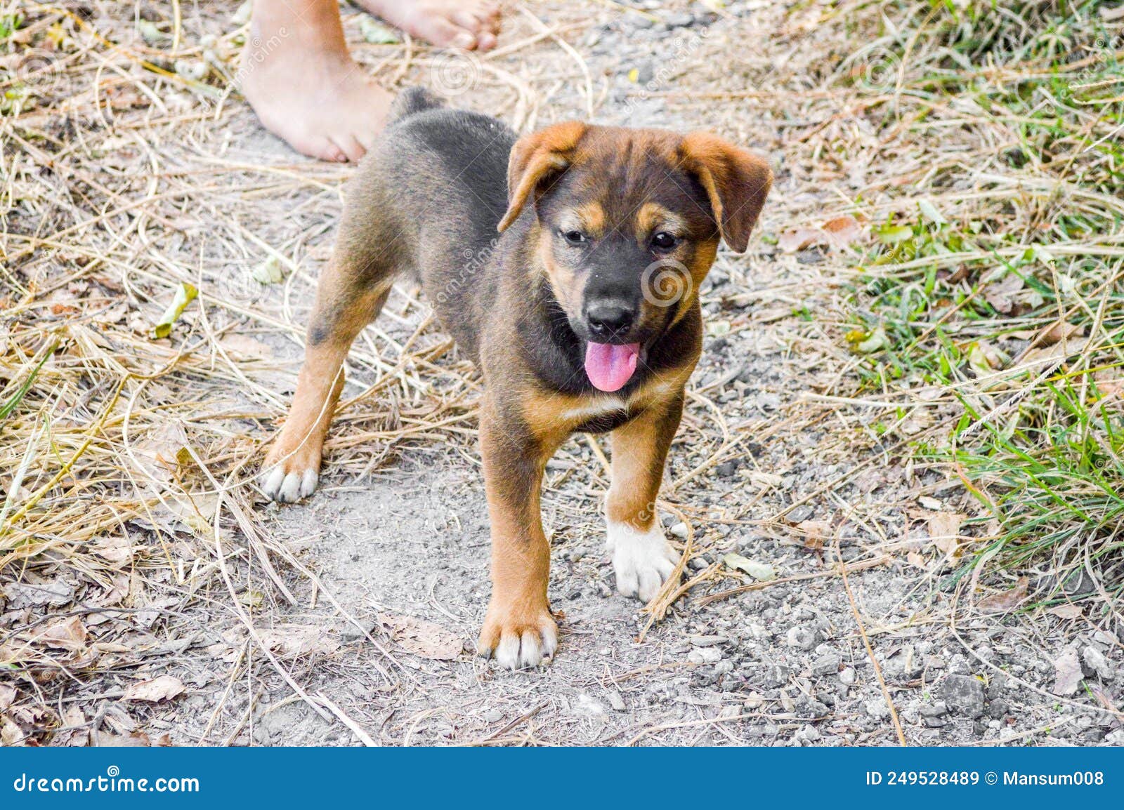 Cute Baby Dog on the Ground Stock Image - Image of outdoor, beautiful ...