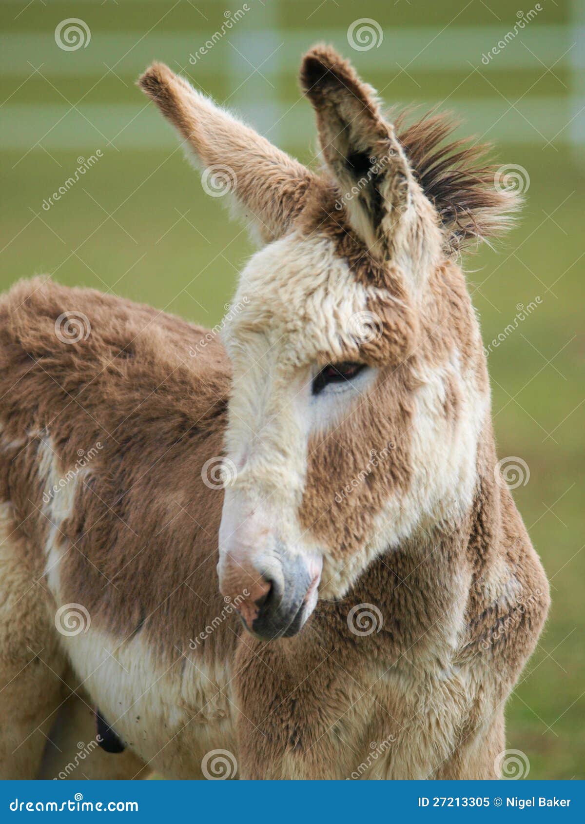 Cute Baby Donkey stock image. Image of jenny, creature - 27213305