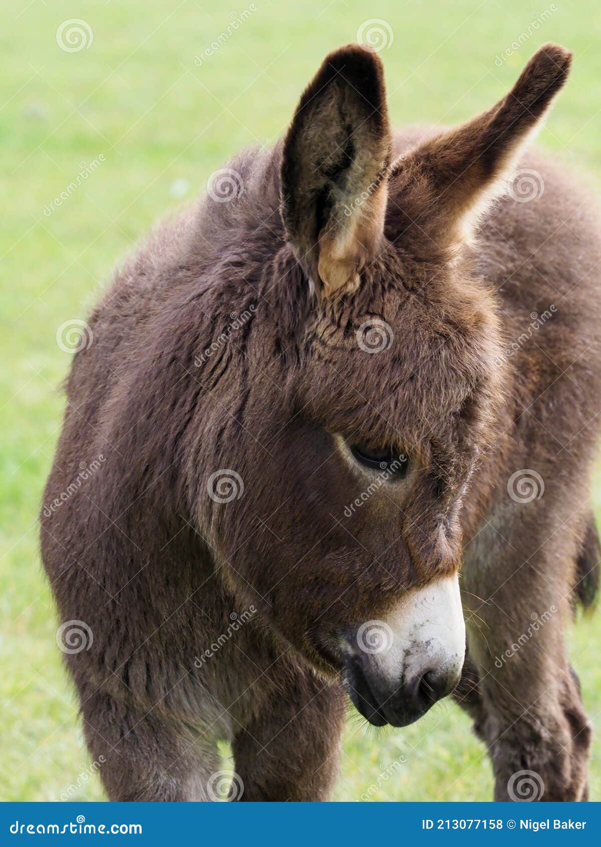 Cute Baby Donkey stock photo. Image of farming, farm - 213077158