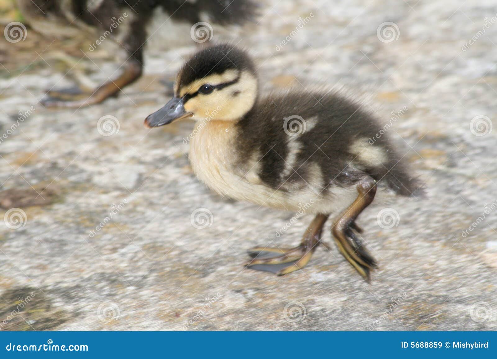 Cute baby duckling stock image. Image of outdoors, duckling - 5688859