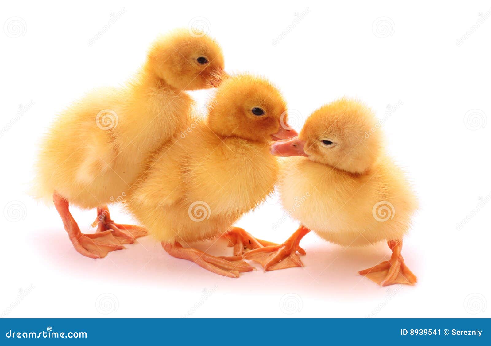 Cute baby ducklings stock image. Image of lovable, duckling - 8939541