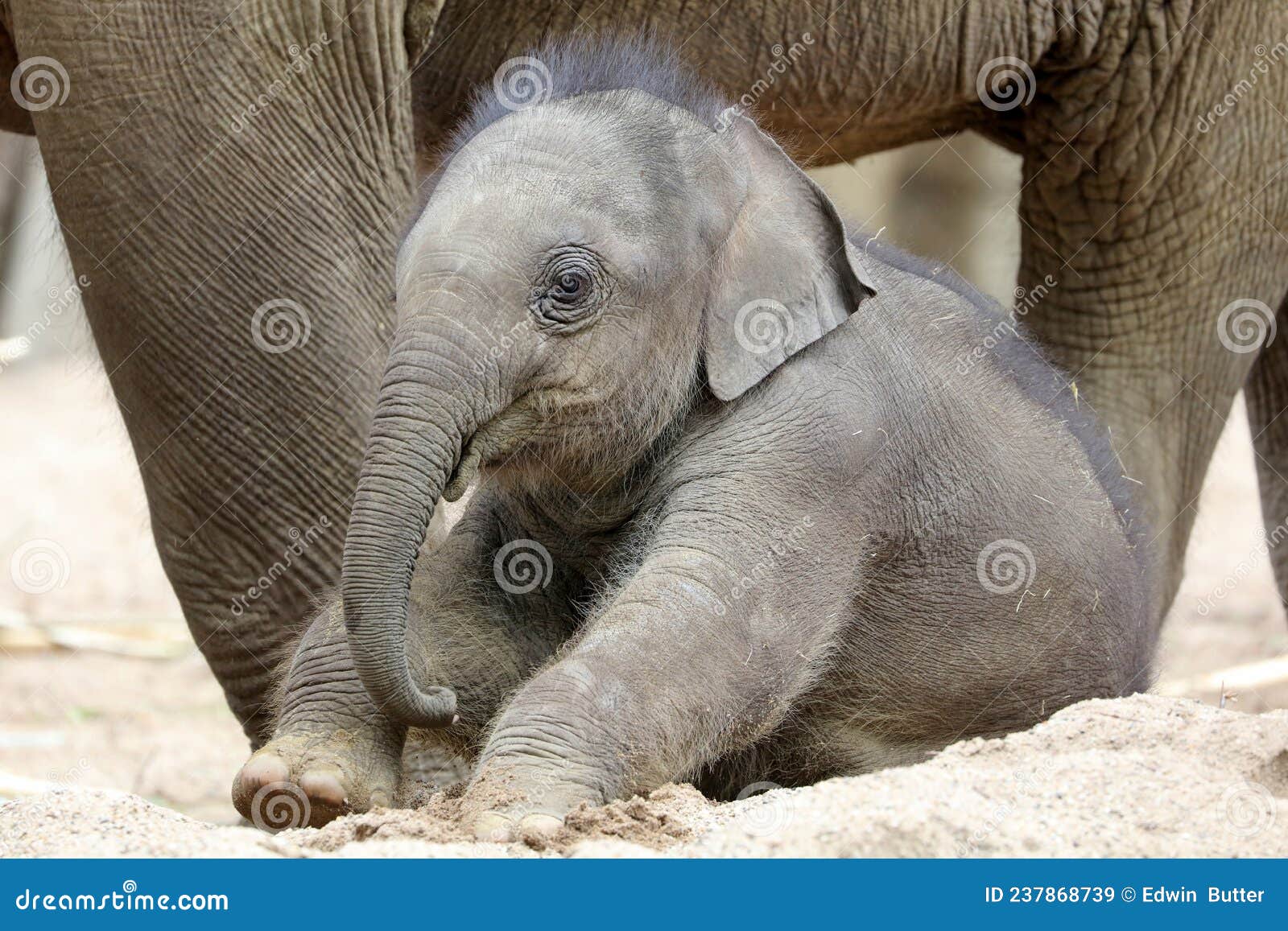Cute Baby Elephant Elephas Maximus Stock Image - Image of baby, habitat ...