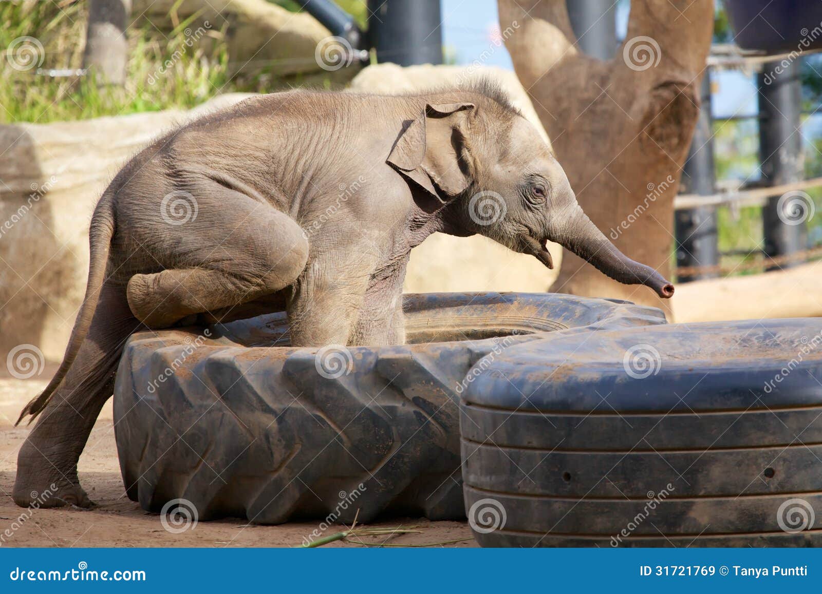 Cute baby elephant playing stock image. Image of elephant - 31721769