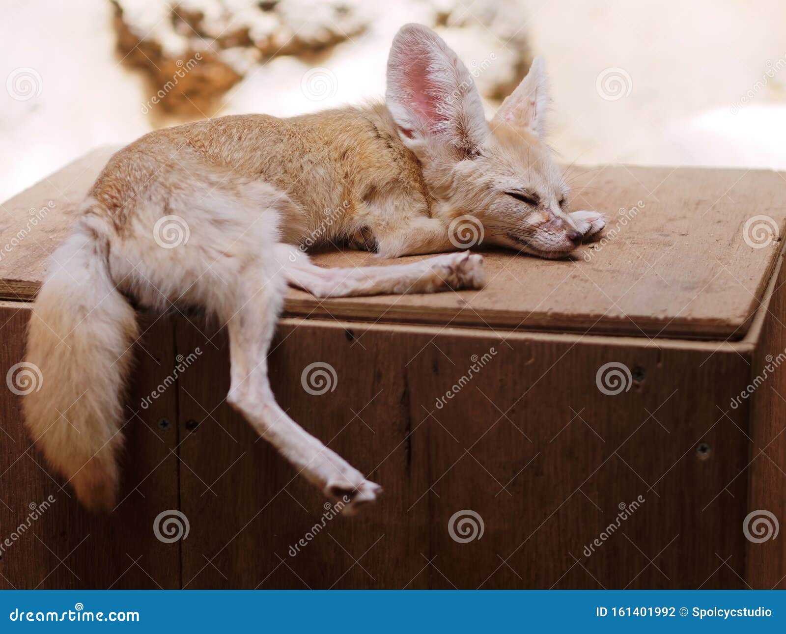 Cute Baby Fox Sleeping on a Wooden Box Stock Photo - Image of creature ...