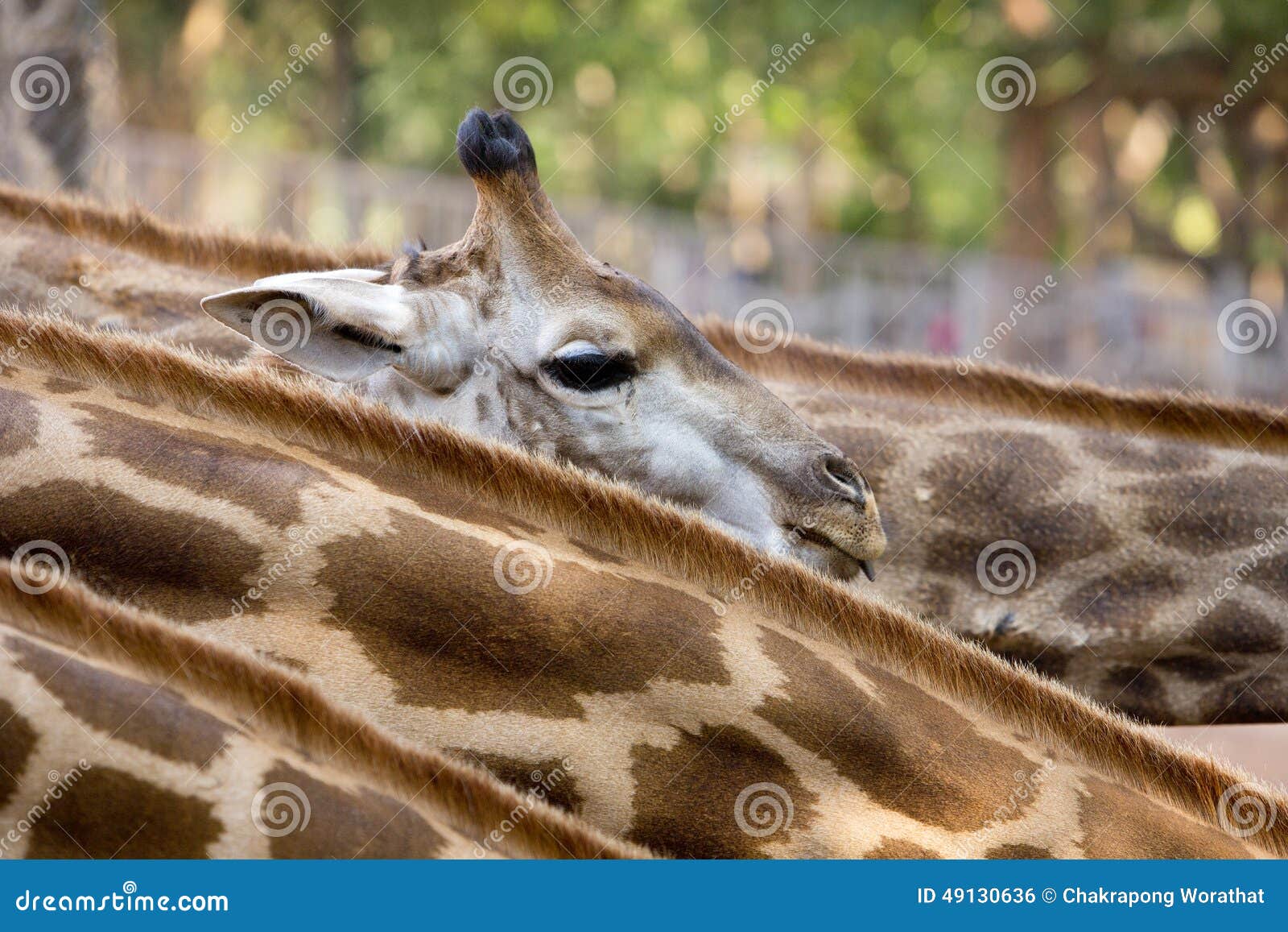 Cute Baby Giraffe. stock photo. Image of ears, concept - 49130636
