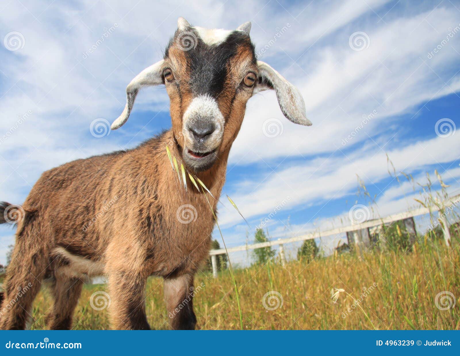 Cute Baby Goat stock image. Image of grazing, farm, eater - 4963239