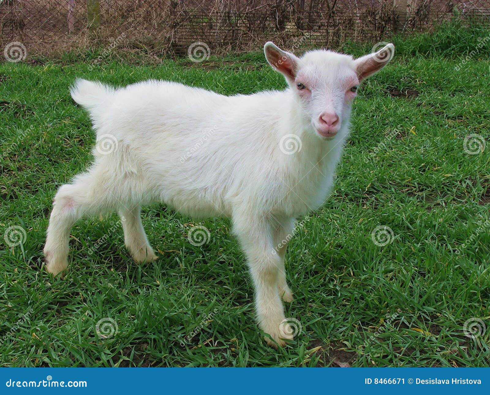 Cute baby goat stock image. Image of ecological, agri - 8466671