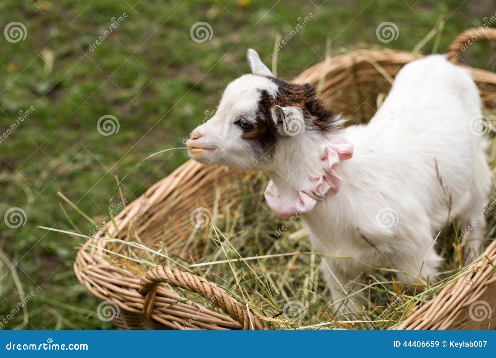Cute baby goat in a bag stock image. Image of herbivorous - 44406659