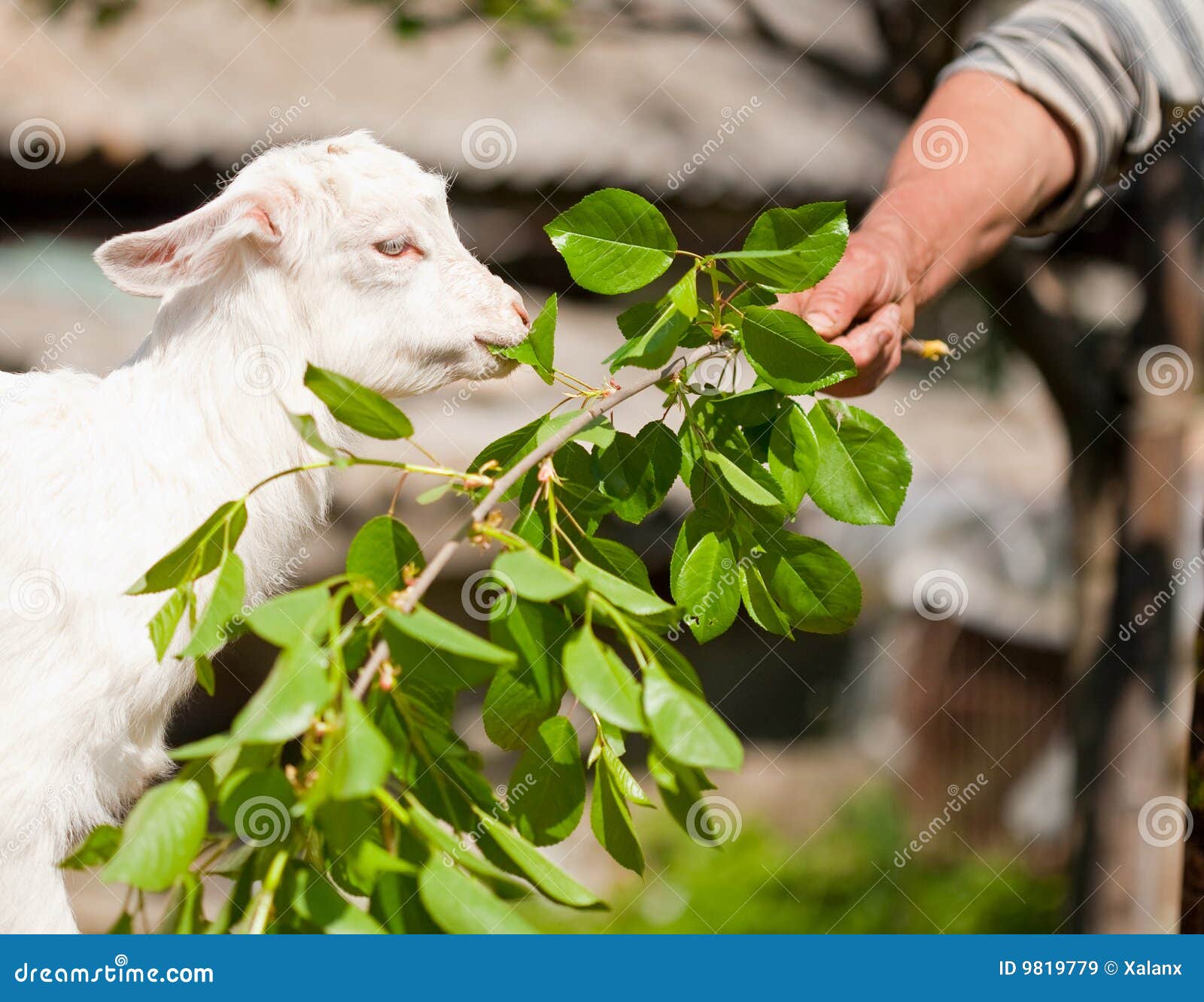 Cute baby goat eating stock image. Image of farm, branch - 9819779