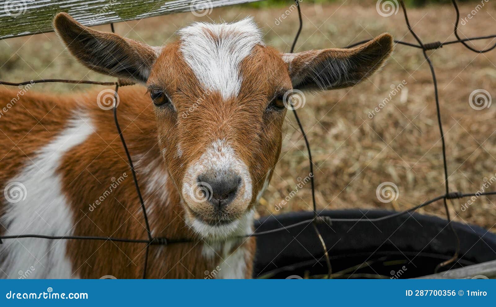Cute Baby Goat Portrait Looking at Camera Stock Photo - Image of ...