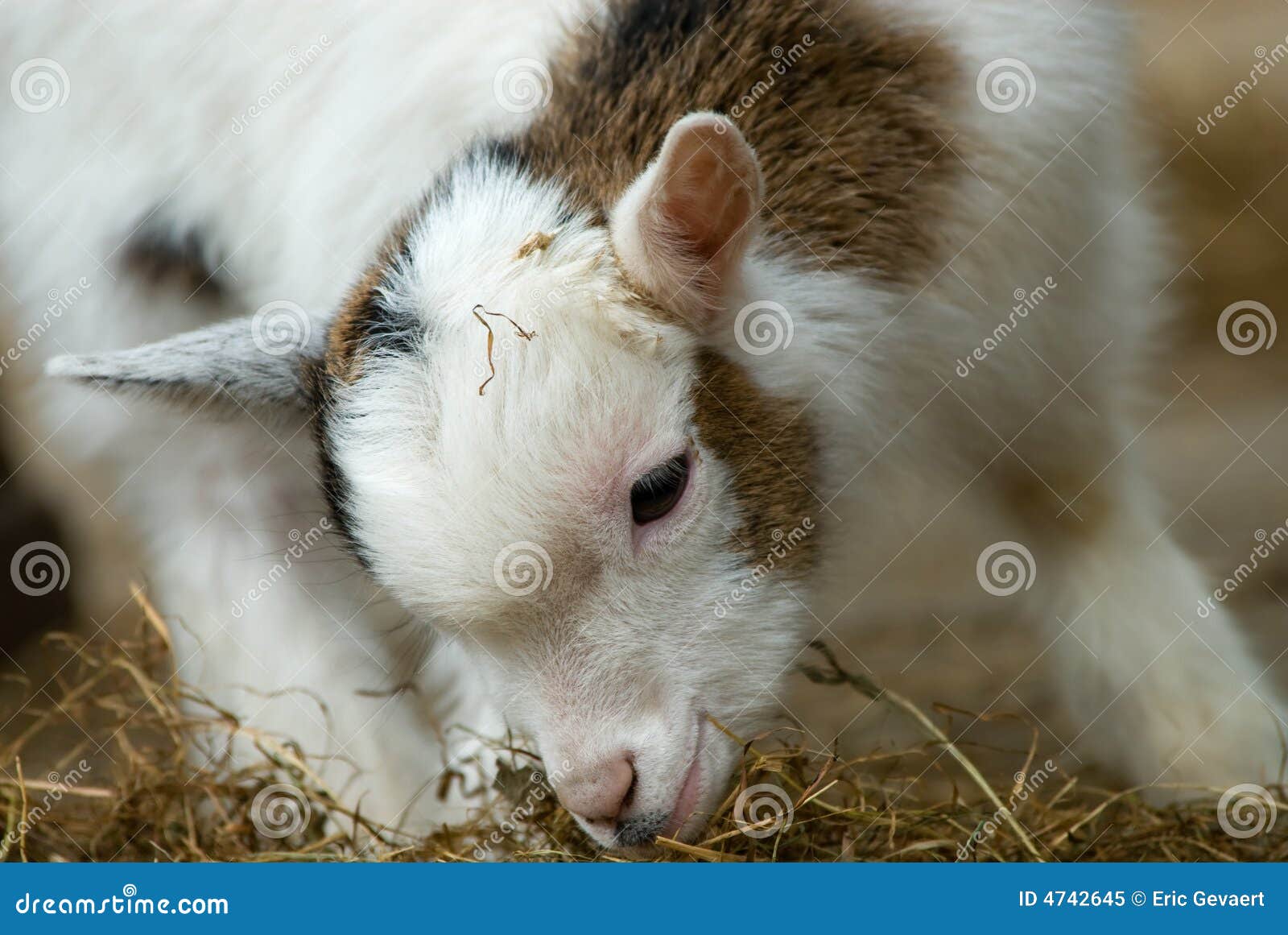 Cute baby goat in spring stock image. Image of innocent - 4742645