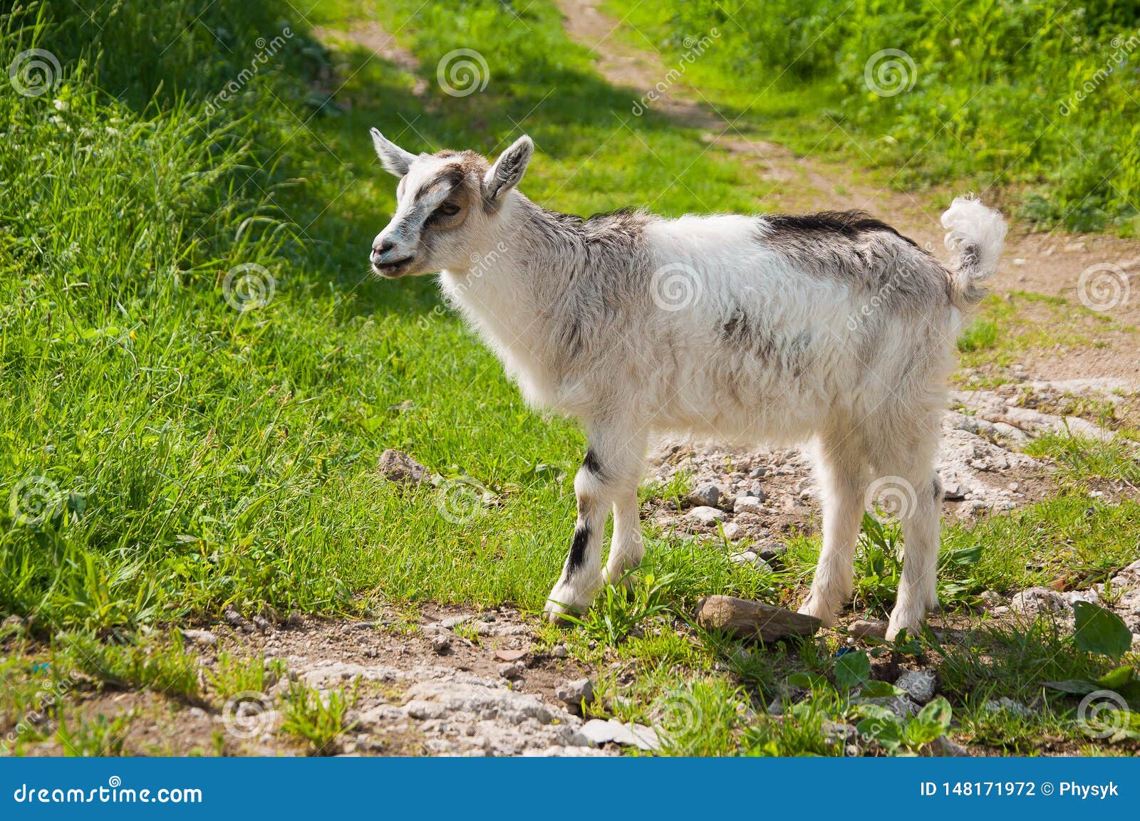 A Goat Stands On Its Back Legs Royalty-Free Stock Image | CartoonDealer ...