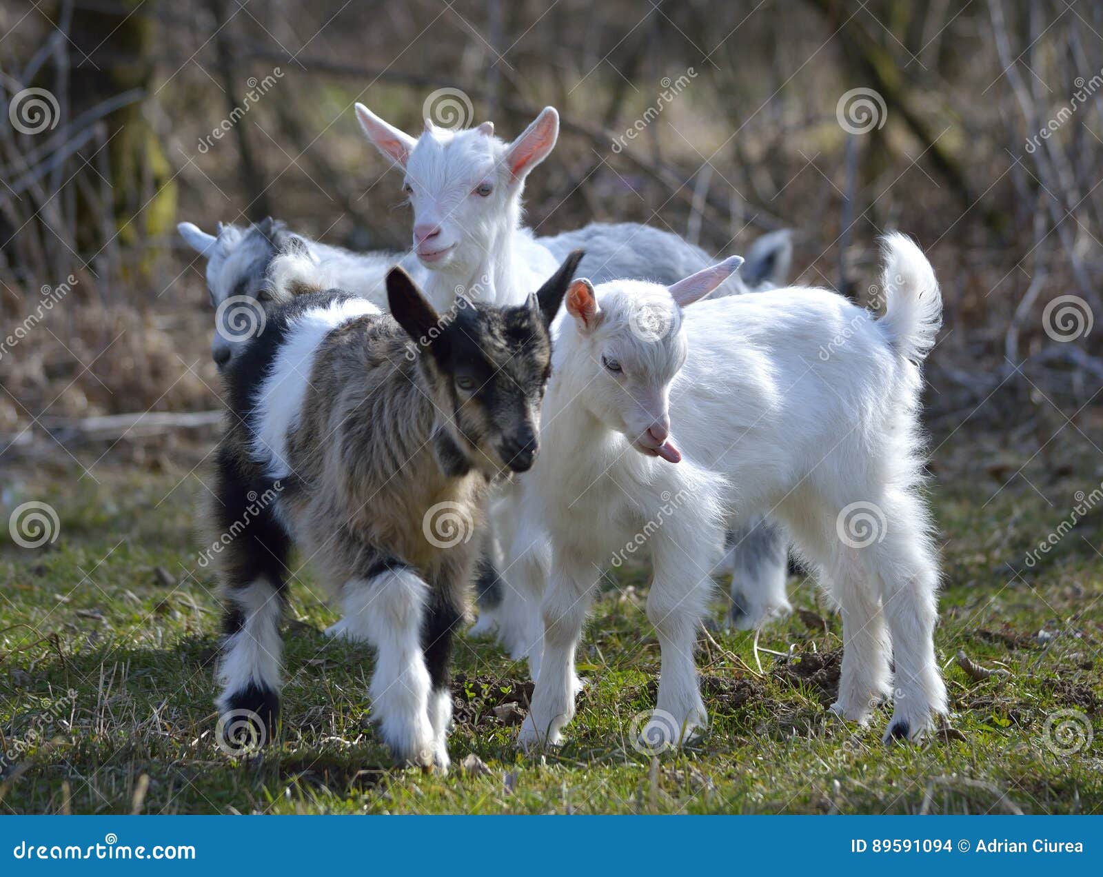 Baby Goats Royalty-Free Stock Photo | CartoonDealer.com #8730429