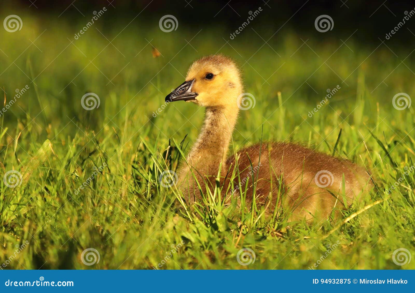 Cute baby goose stock image. Image of hunting, beak, game - 94932875