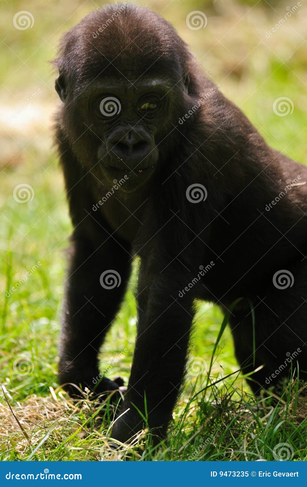 Cute baby gorilla stock image. Image of wild, little, africa - 9473235