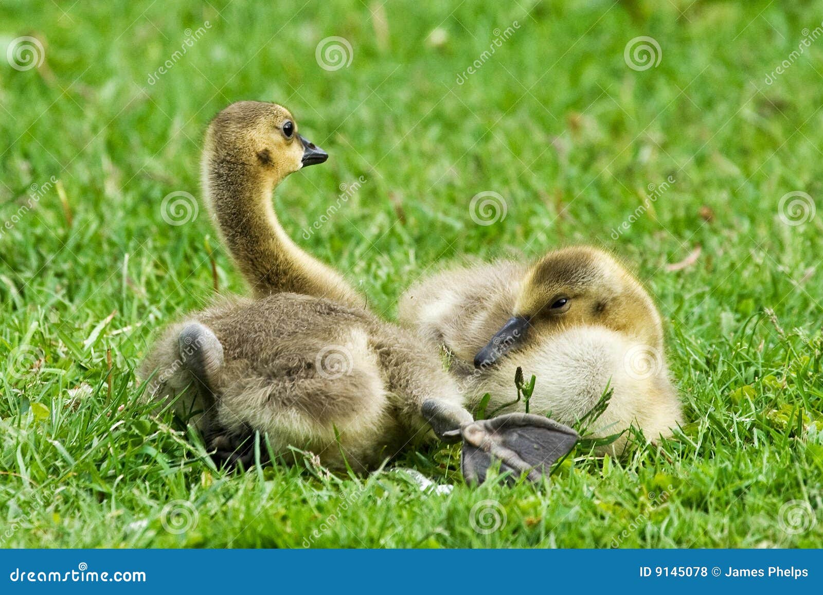 Cute Baby Gosling stock photo. Image of fluffy, season - 9145078