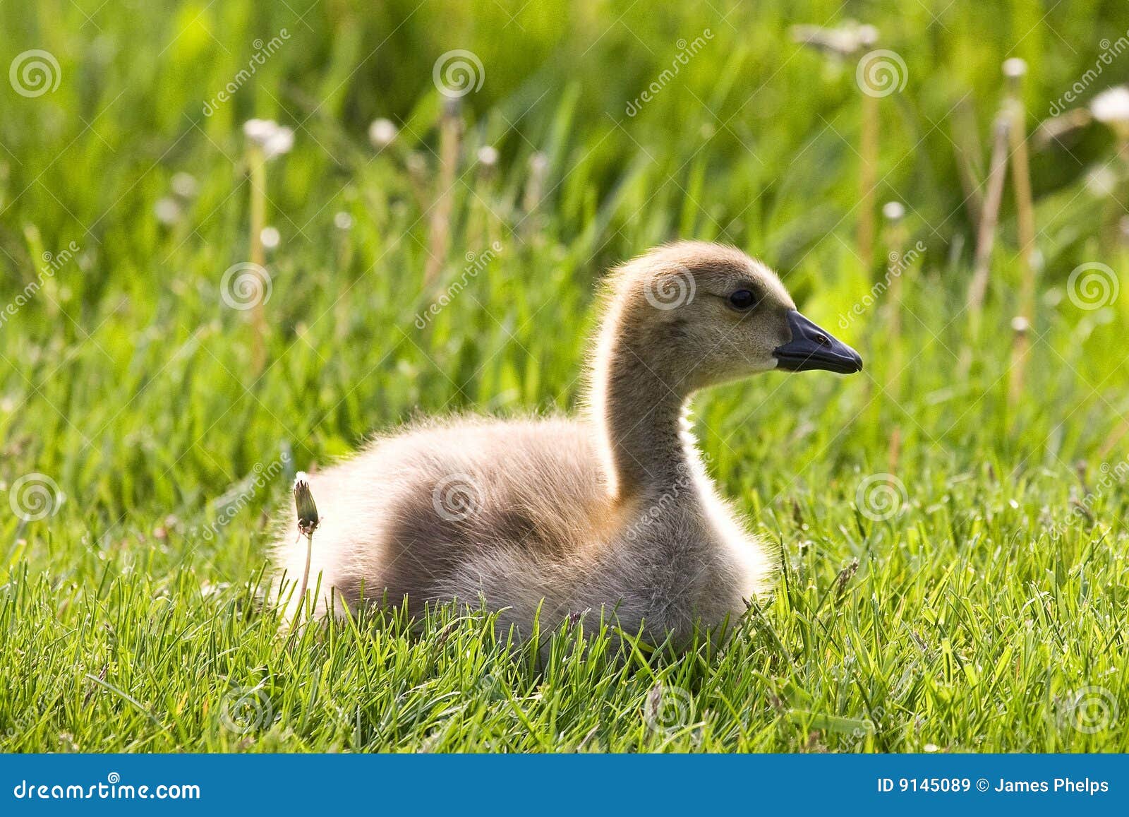 Cute Baby Gosling stock image. Image of young, spring - 9145089