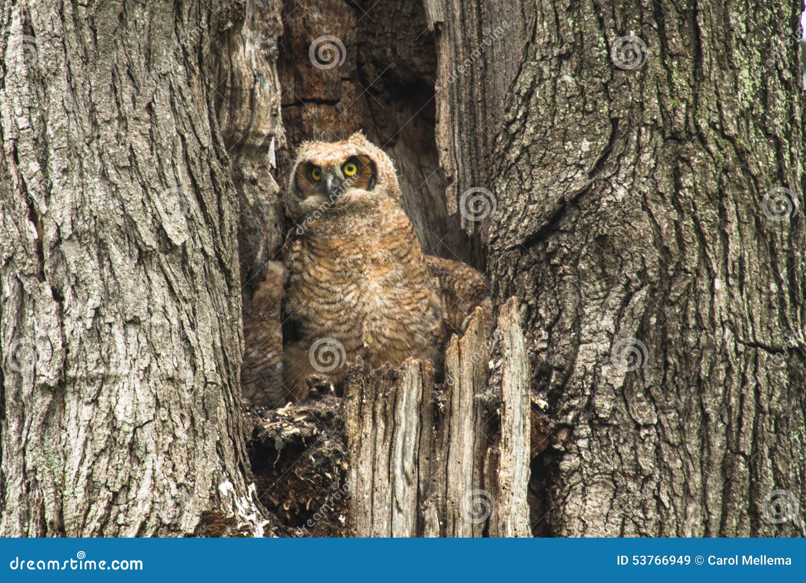 Cute Baby Great Horned Owl in Old Tree Stock Image - Image of staring ...