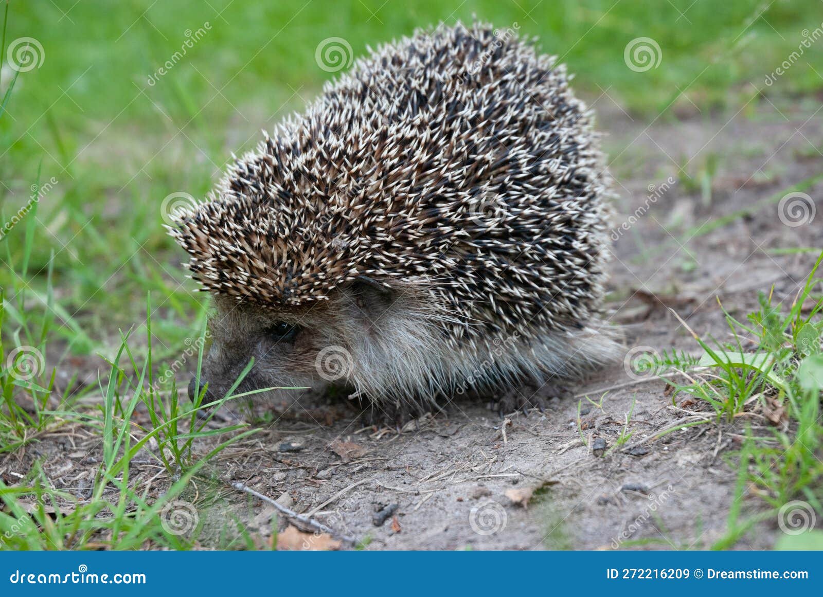 Cute Baby Hedgehog Closeup on Grass, Baby Hedgehog Playing on Grass ...