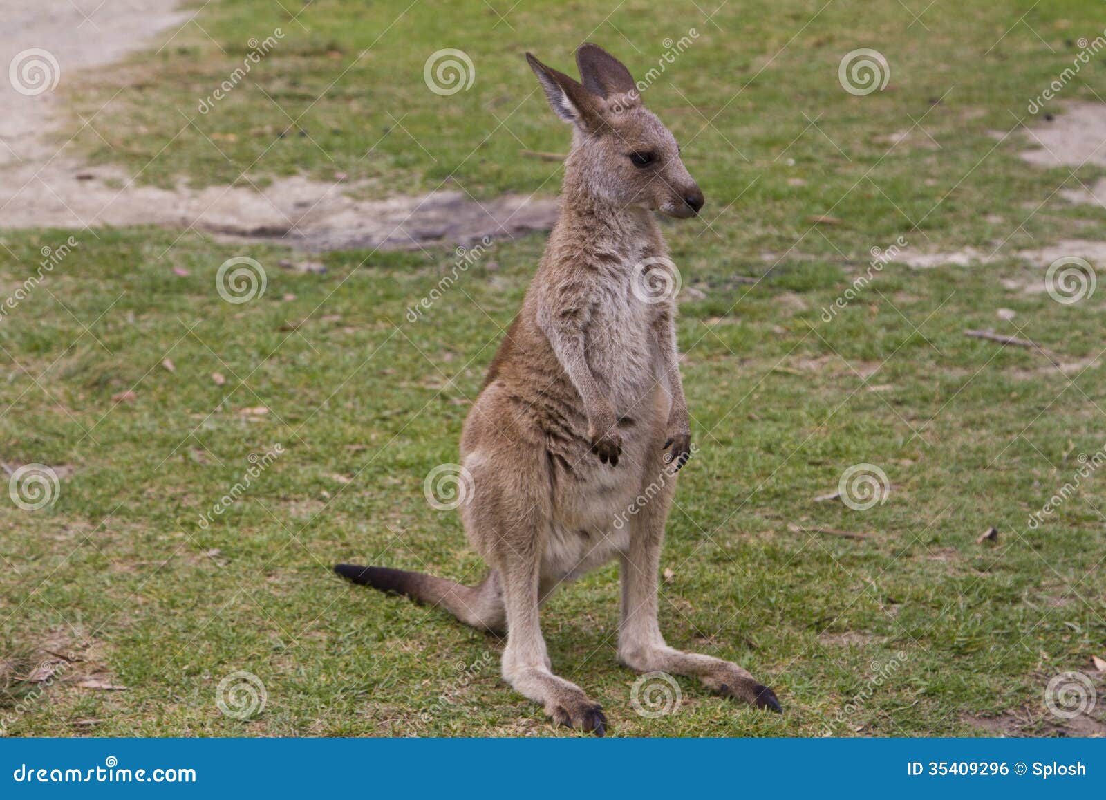 Cute Baby Kangaroo