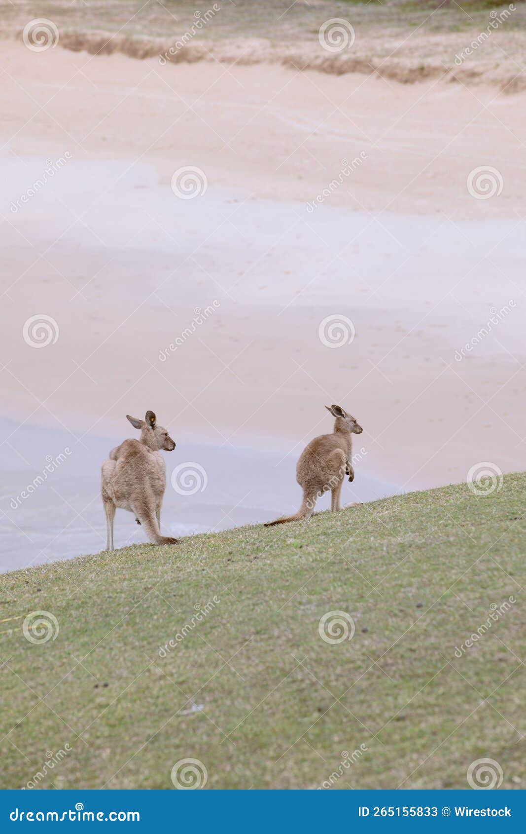 Cute, Baby Kangaroos Walking Along the Emerald Beach, Vertical Stock ...