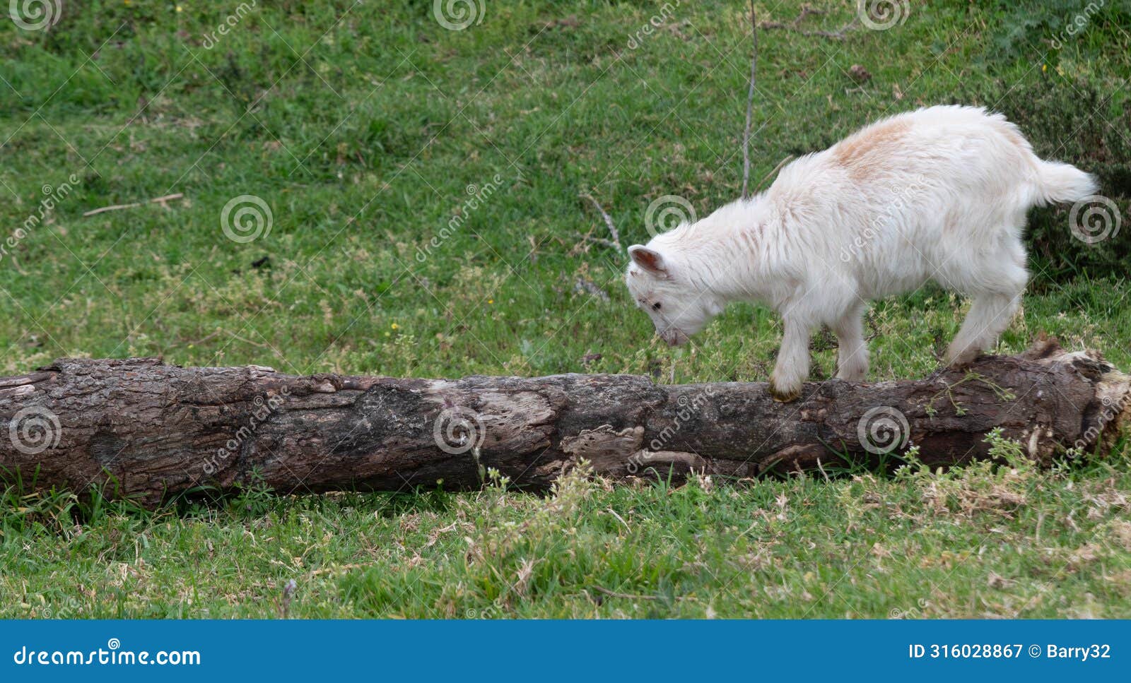 Cute Baby Kid Goat, Balancing on a Fallen Tree Trunk Stock Image ...