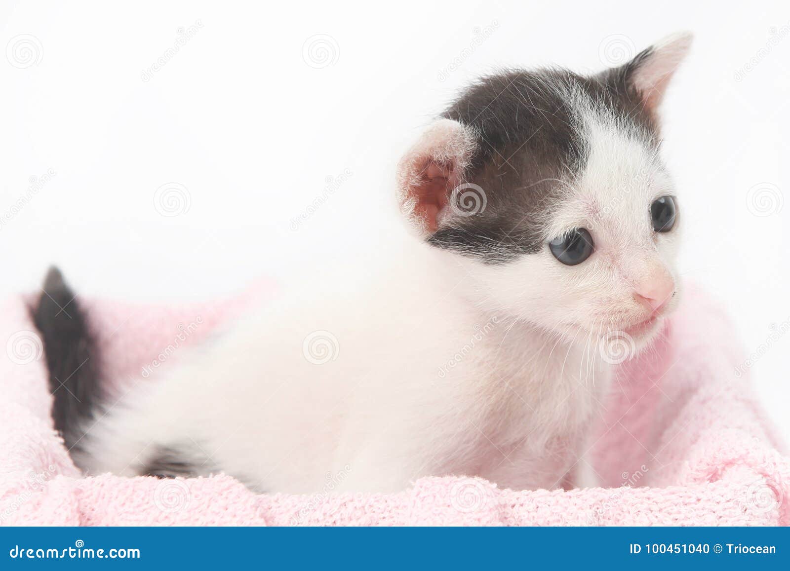 Cute baby kitten stock photo. Image of cozy, playful - 100451040