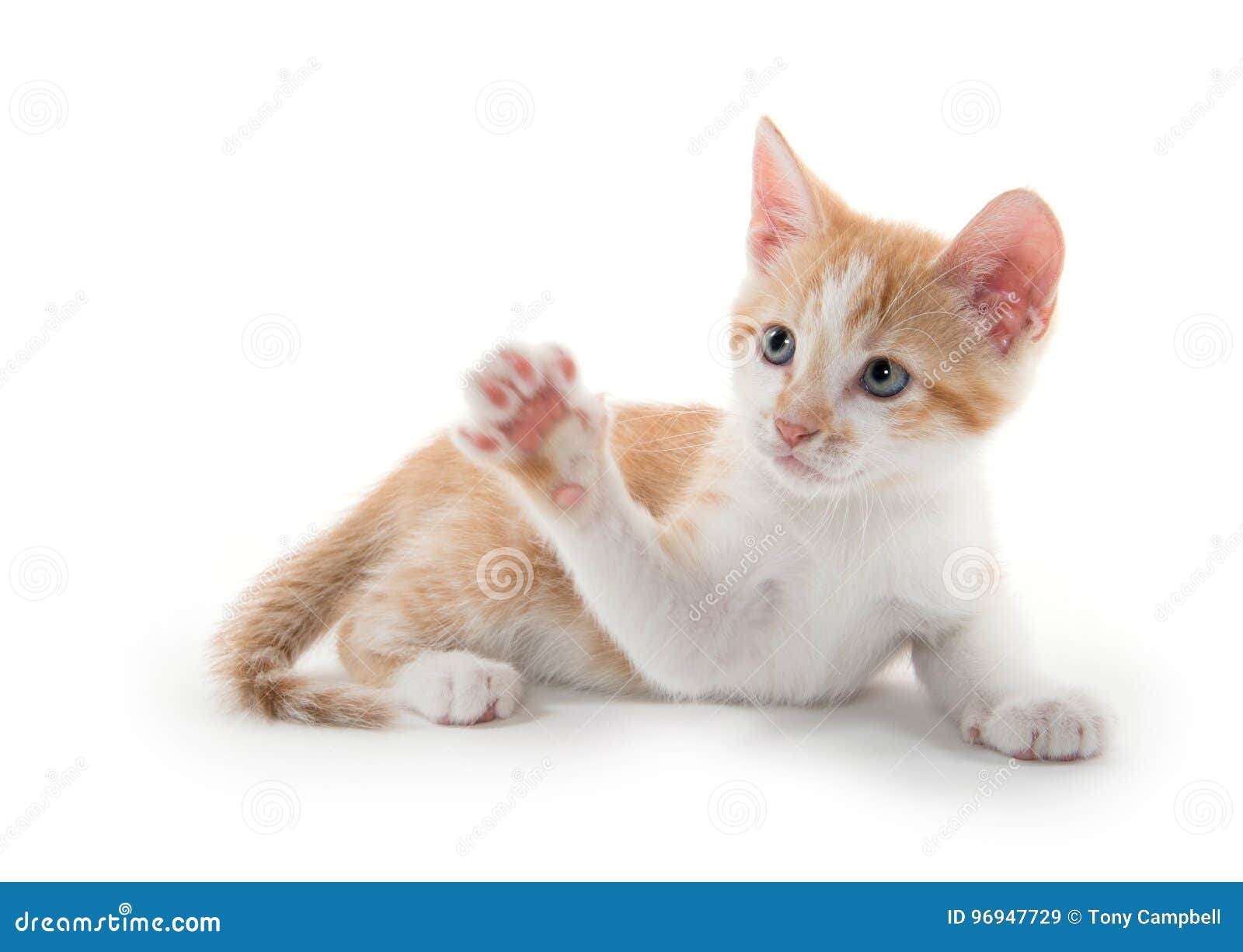Cute kitten laying down stock image. Image of laying - 96947729