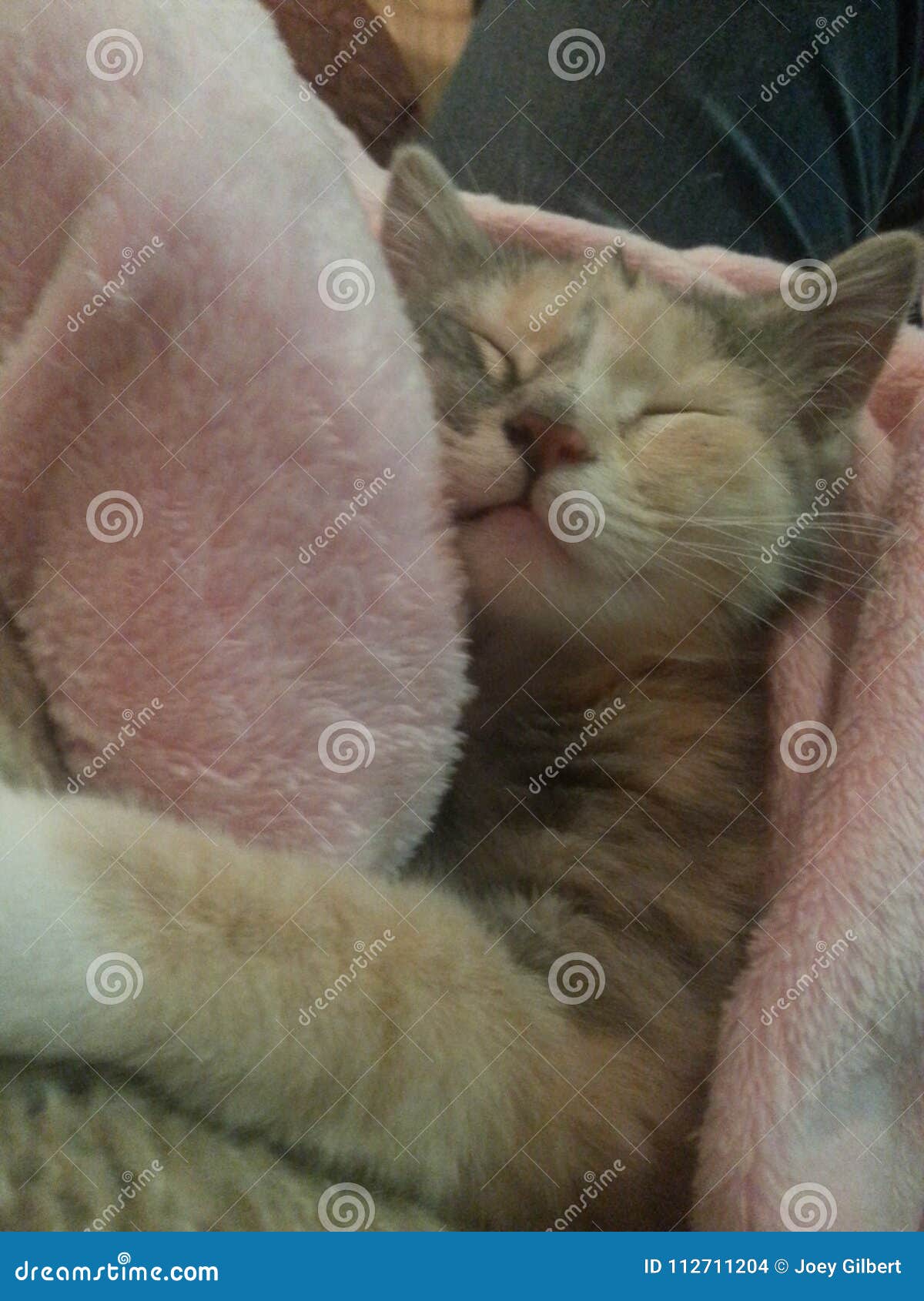 Snuggle Cat stock photo. Image of kitty, snuggle, cute - 112711204