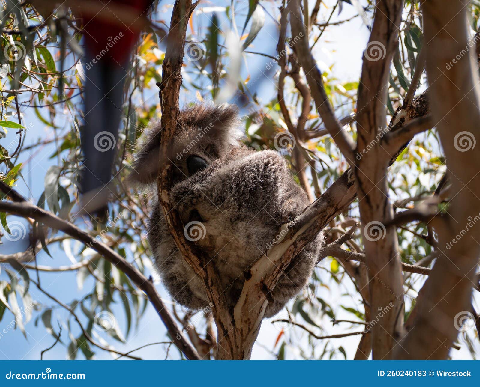 Cute, Baby Koala on the Tree in the Jungle Stock Image - Image of baby ...