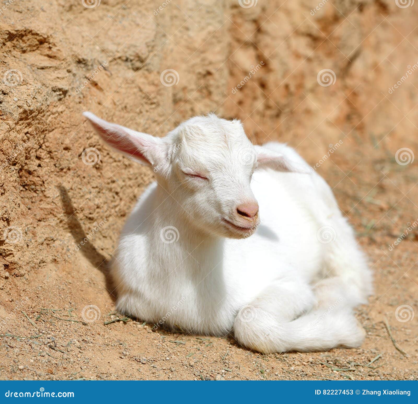 A cute baby lamb stock image. Image of lovely, close - 82227453