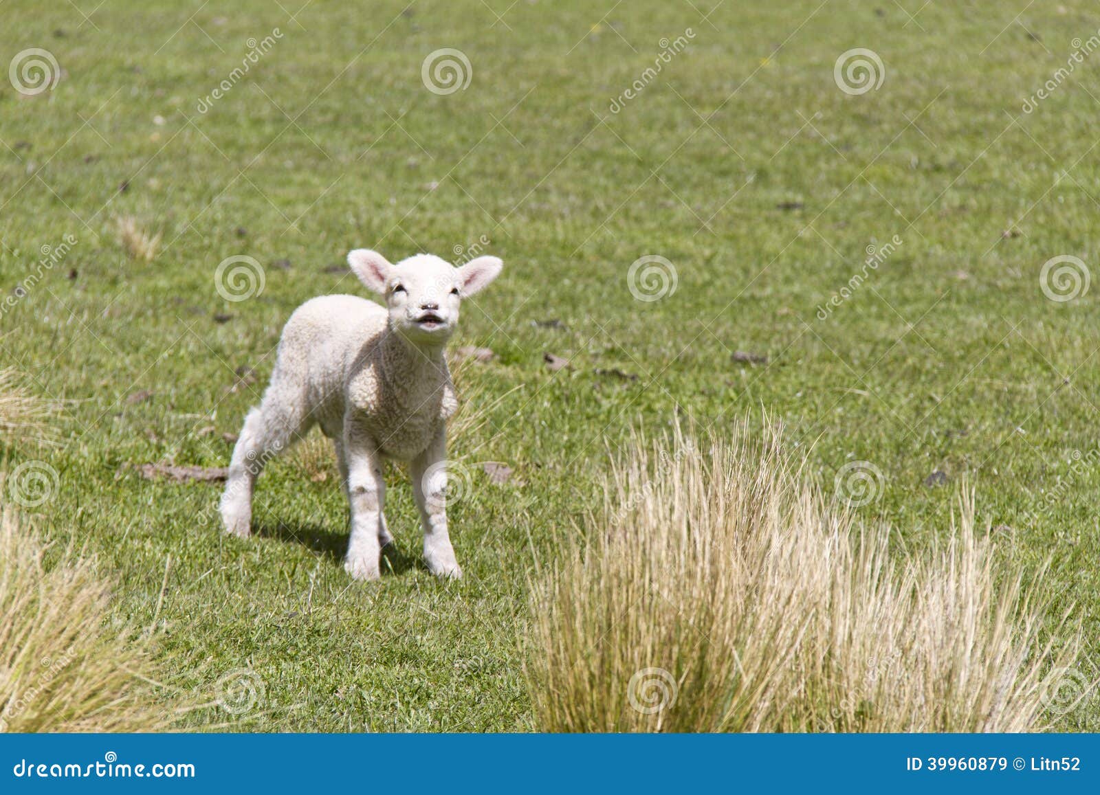 Cute baby lamb stock image. Image of grazing, farmland - 39960879