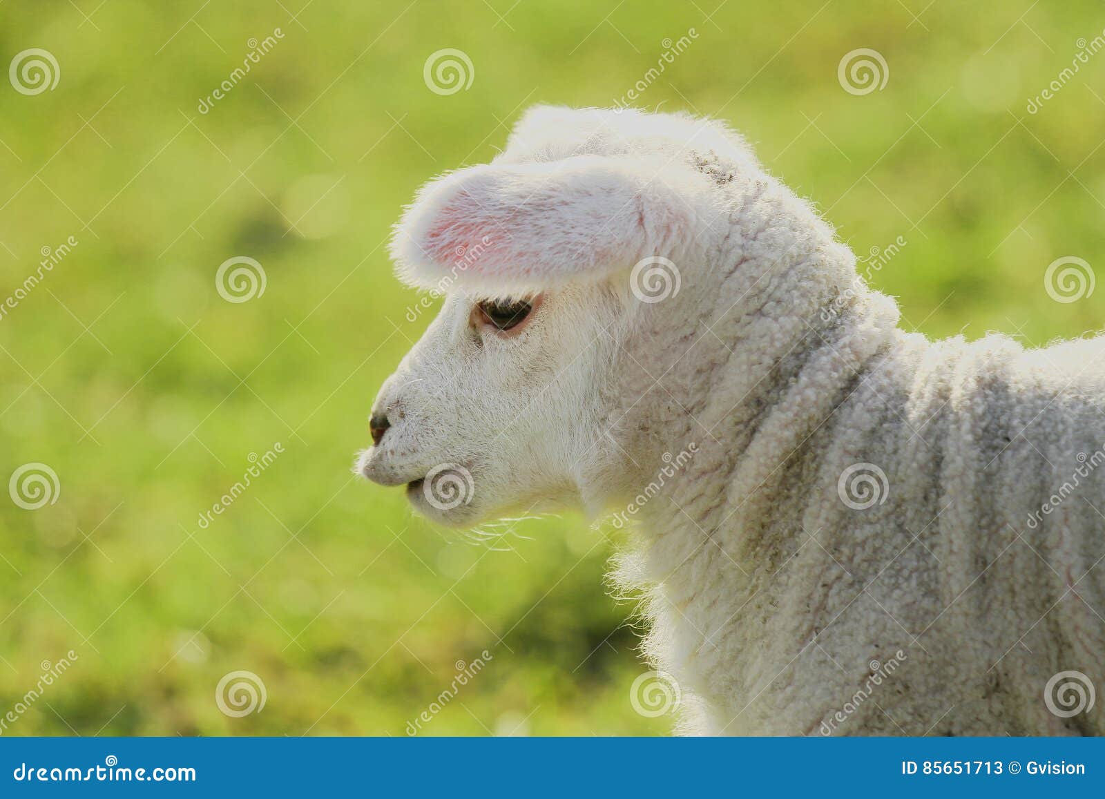 Cute baby lamb stock image. Image of mammal, herbivore - 85651713
