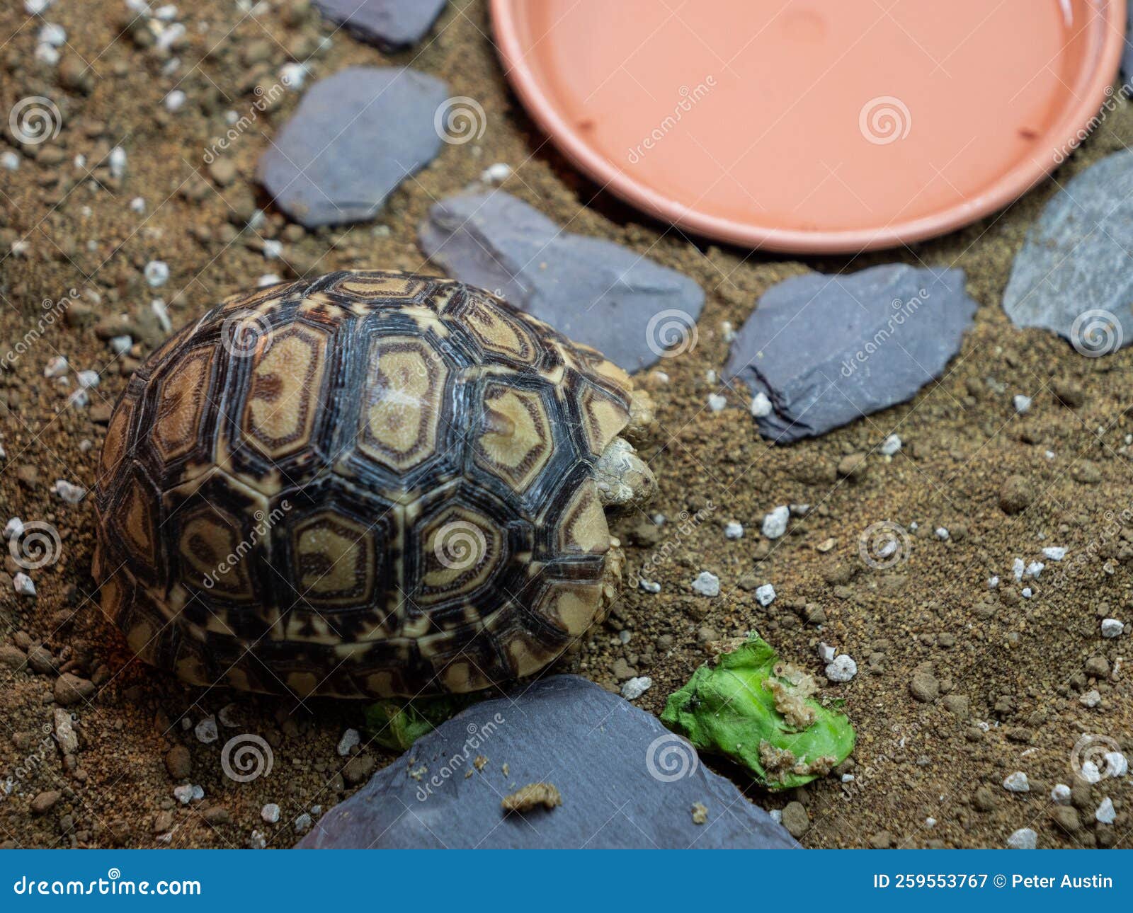 A Cute Baby Leopard Tortoise Hiding in Its Shell Stock Image - Image of ...