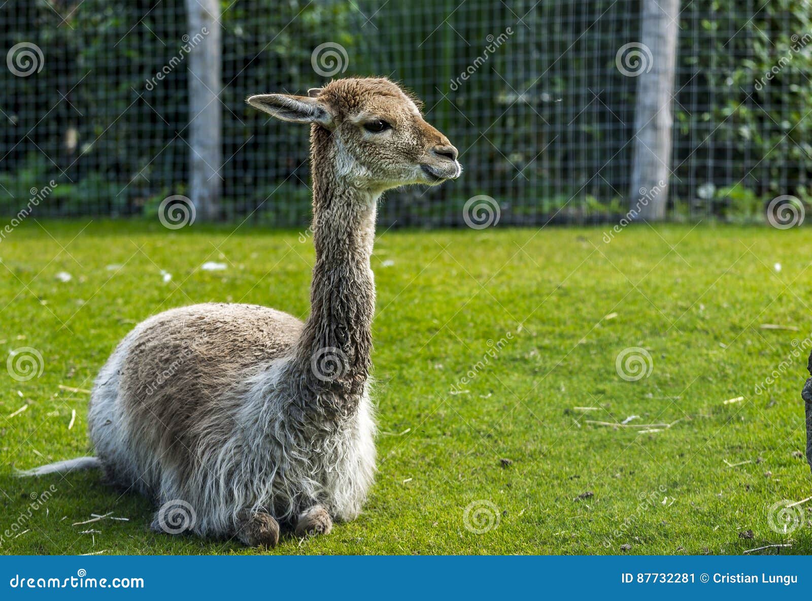 Cute baby llama stock image. Image of mammal, ancient - 87732281