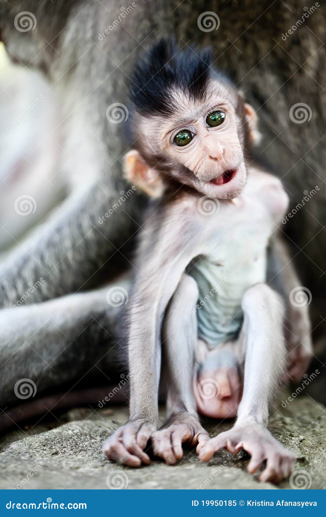 Cute baby macaque stock image. Image of bali, grey, macaque - 19950185