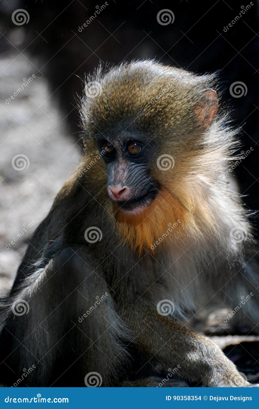 Cute Baby Mandrill Monkey Up Close and Personal Stock Photo - Image of ...