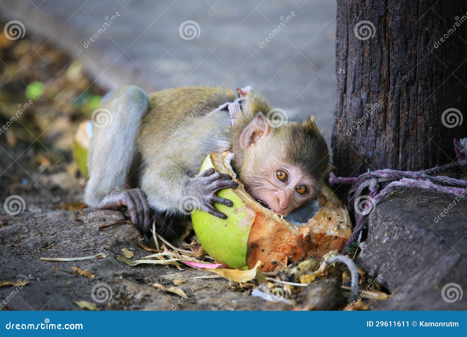 A Cute Baby Monkey Eating Coconut. Stock Image - Image of coconut ...