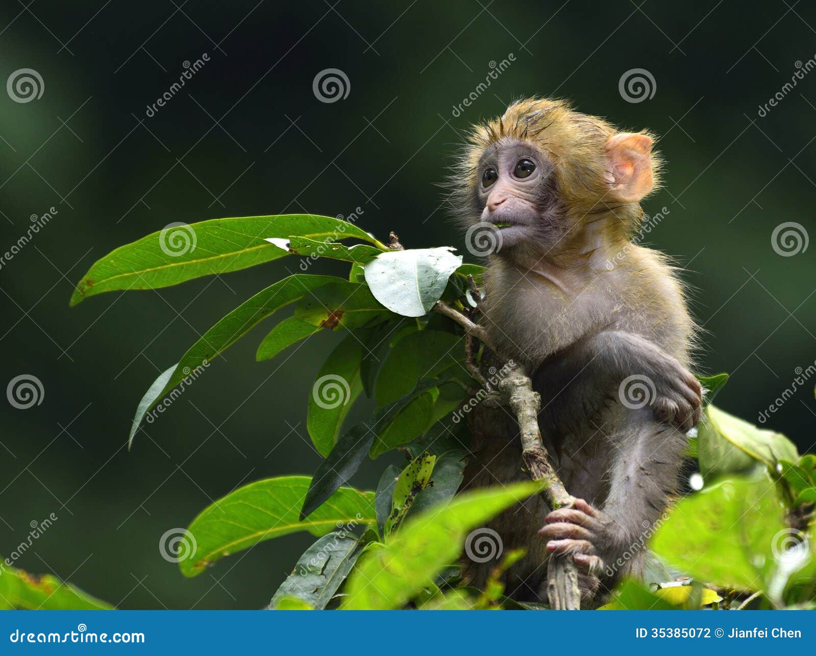 The Cute Baby Monkey Eating Leaves Stock Photo - Image of monkey, wild ...
