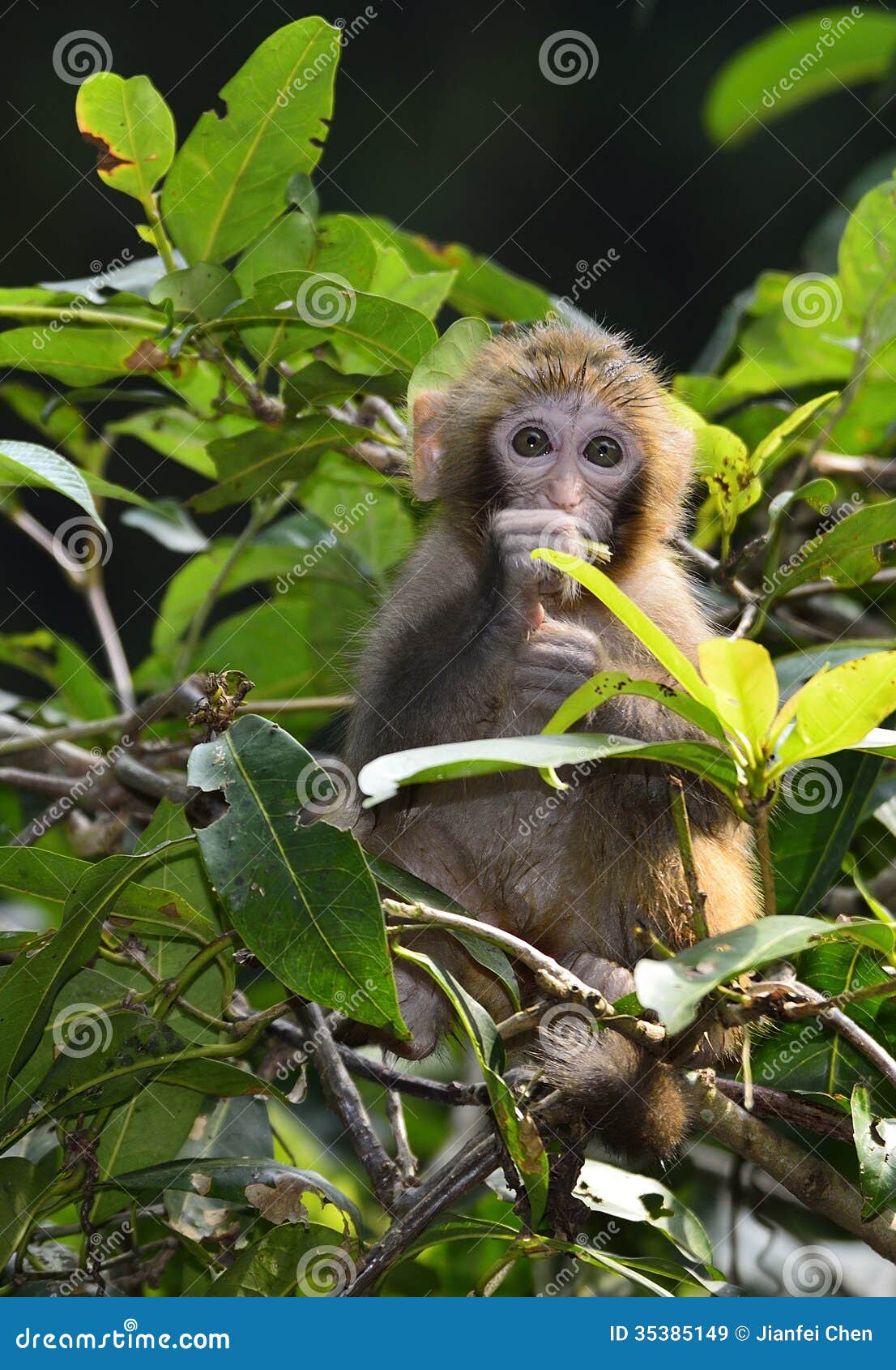 The Cute Baby Monkey Eating Leaves Stock Image - Image of leaves ...
