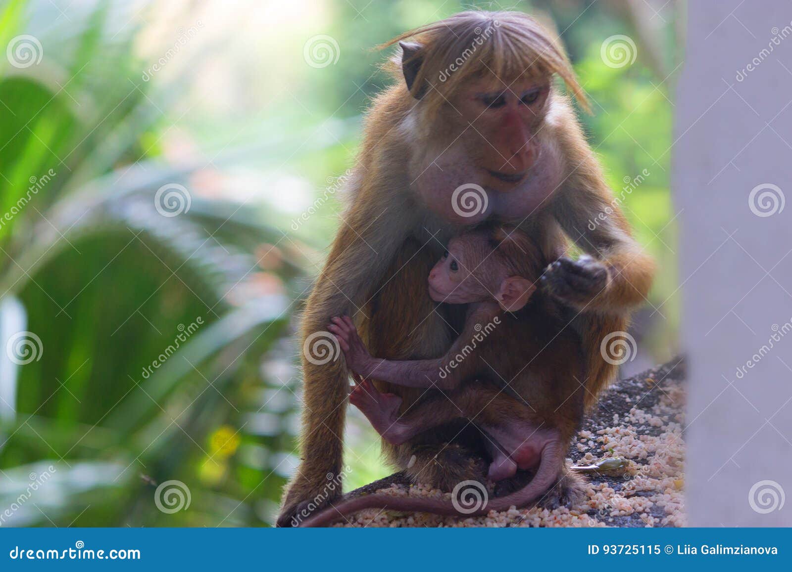 Cute Baby Monkey with Her Mother Stock Image - Image of food, bonnet ...
