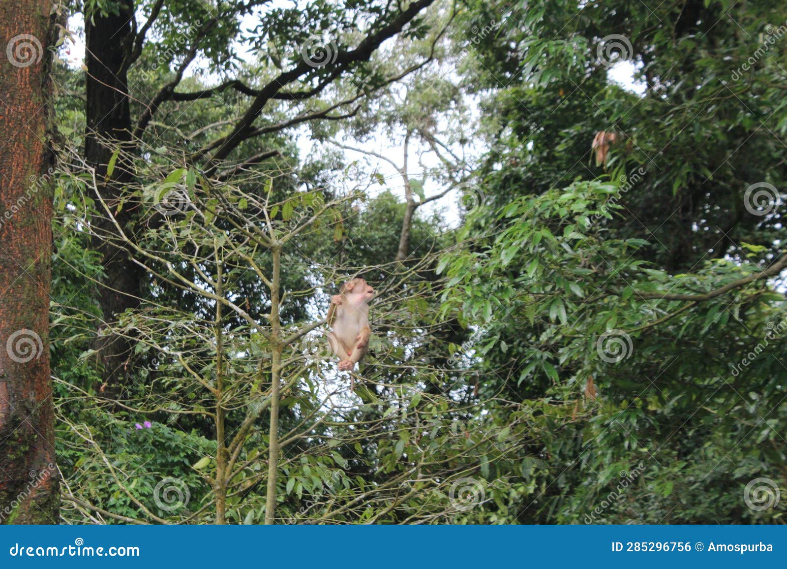 Cute Baby Monkey is Sad on a Tree Stock Photo - Image of cute, monkey ...