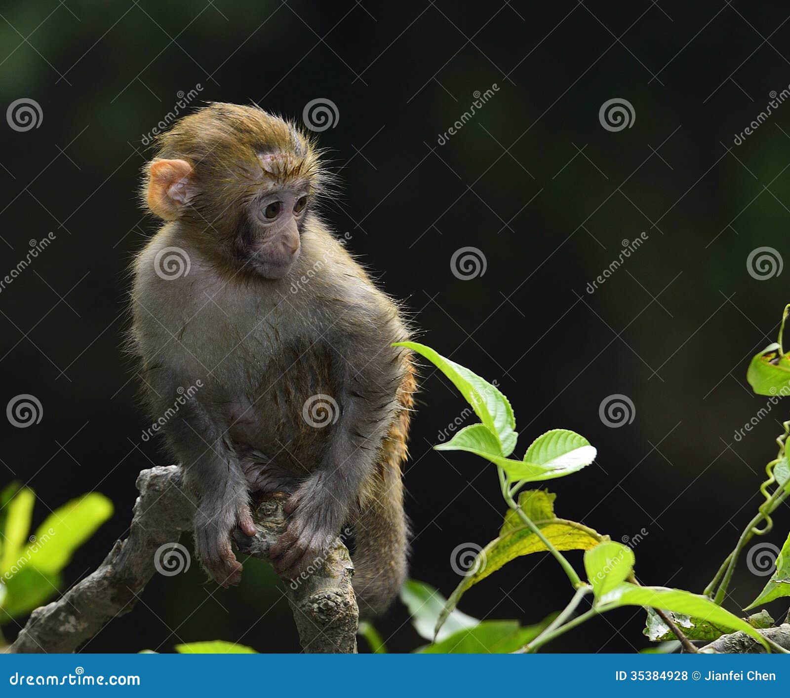 A Cute Baby Monkey is Sitting on the Branch Stock Photo - Image of ...
